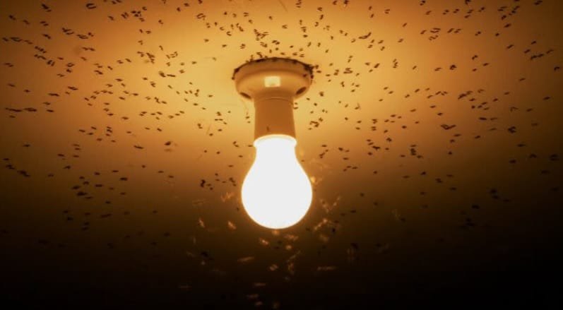 Como espantar mariposas e insetos de luz e ter paz